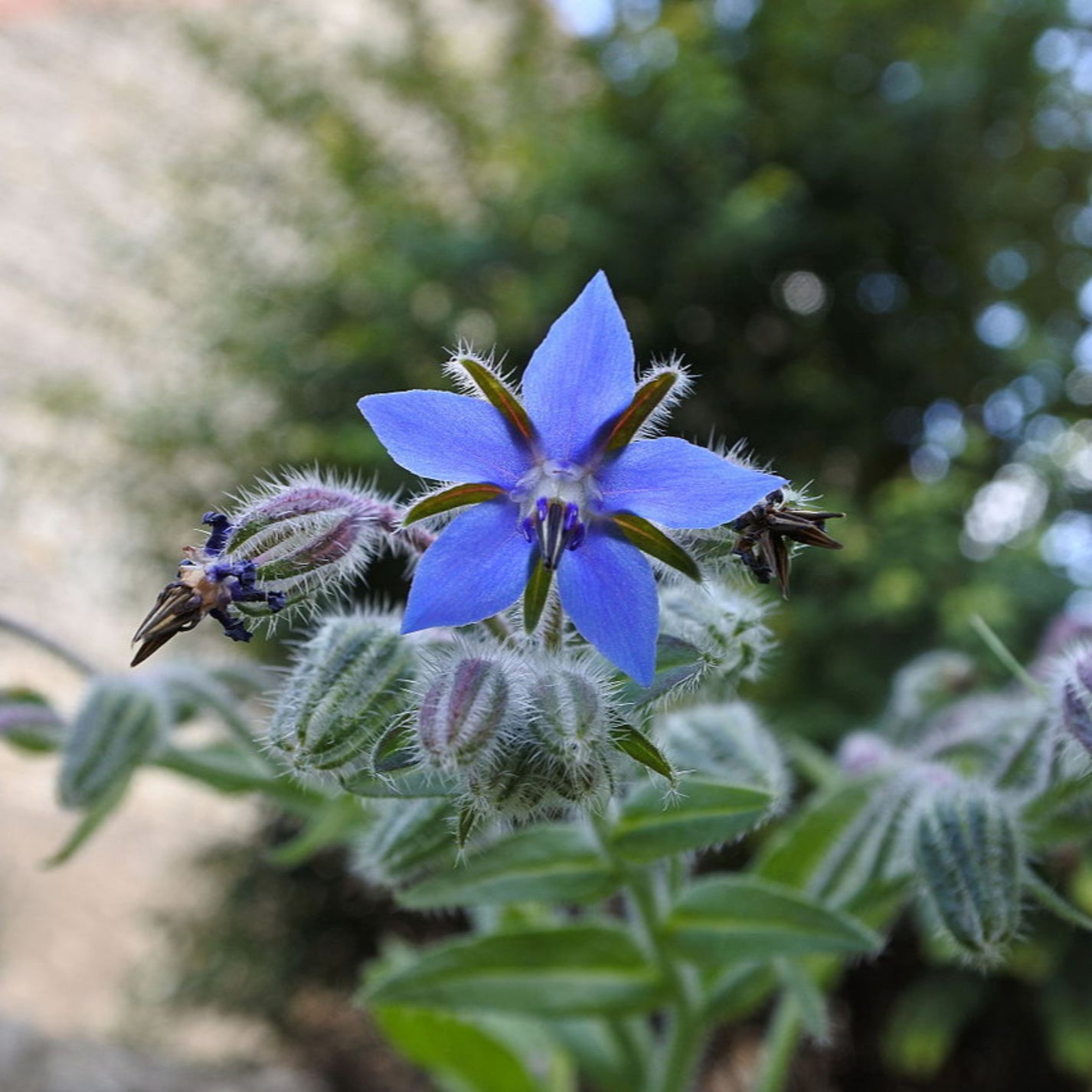 Organic Borage Oil 20L – Pure, Cold-Pressed Oil for Skin
